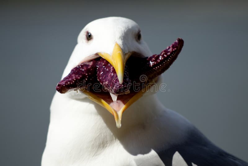 Seagull Looking into Camera and Eating a Starfish Stock Photo - Image ...
