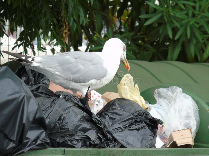 Seagull in the rubbish stock image. Image of white, seabird - 99778491