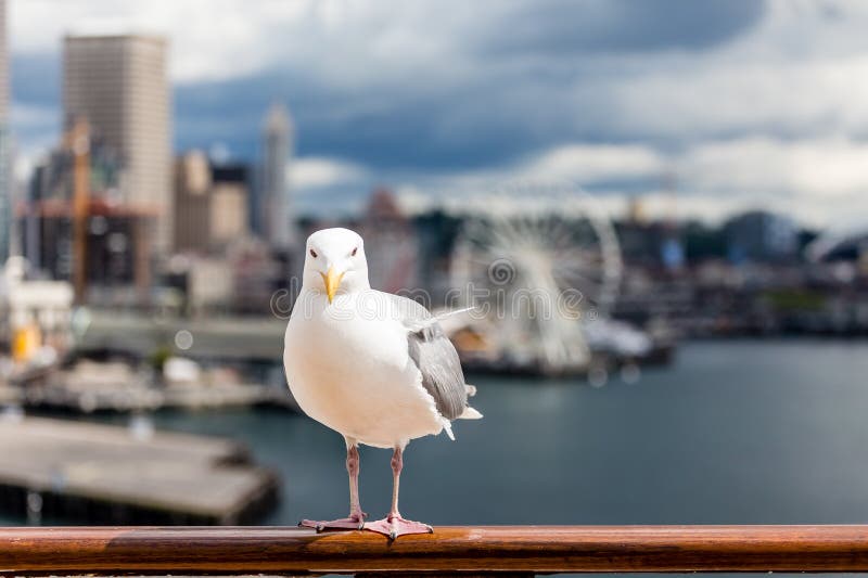 Seagull Looking with Seattle in Background Stock Image - Image of ...