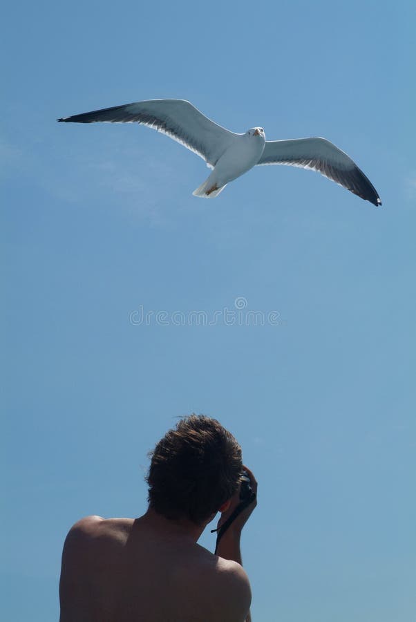 Seagull and man stock image. Image of high, seagull, freedom - 1104703