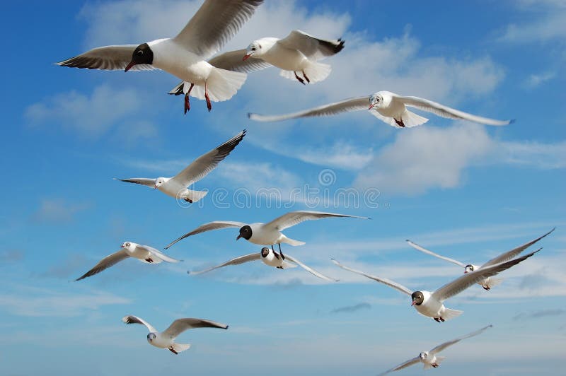 Seagull stock photo. Image of horizontal, flying, clear - 38126398