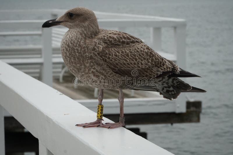 A Seagull with a Mark on Its Paw Sits on the Railing of the Pier. Stock ...
