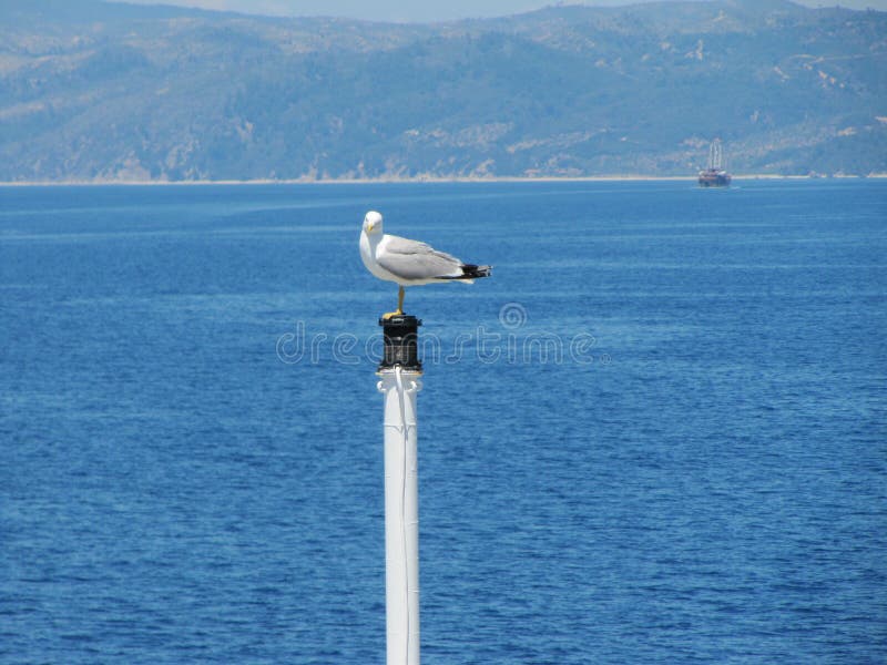 Seagull on the Mast of the Ship Stock Image - Image of mast, ship ...