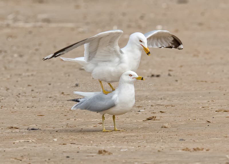 Seagull Mating stock image. Image of seagulls, nature - 14397981