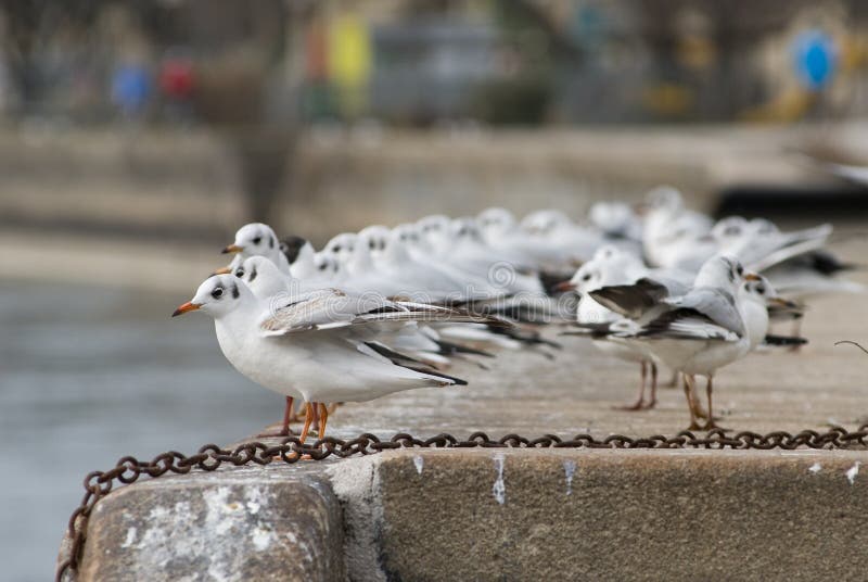Seagull swarm stock photo. Image of nature, skeleton - 26247288
