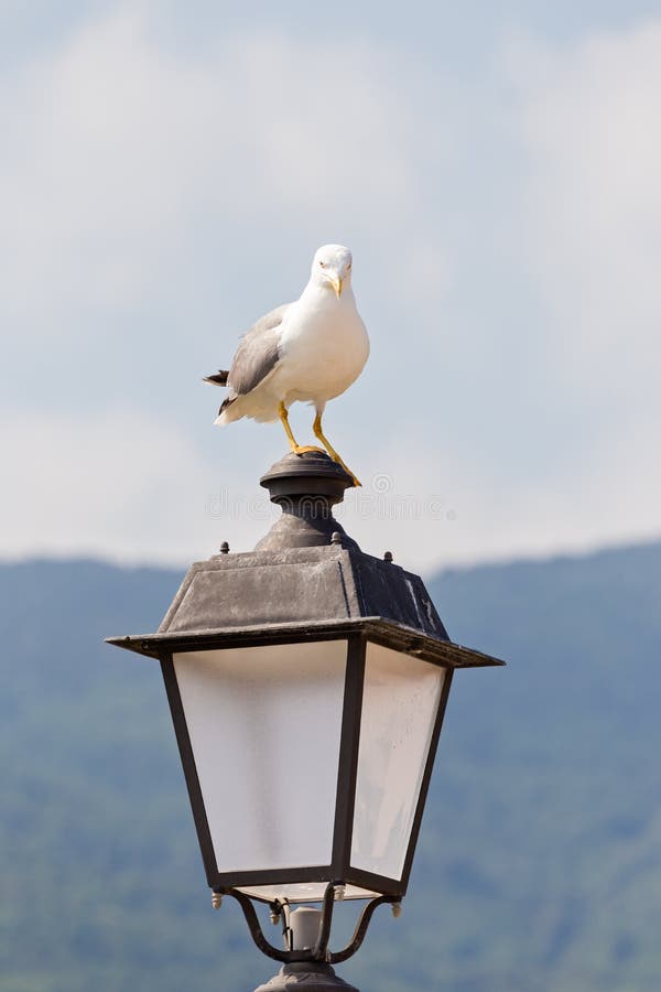 Seagull with menacing look stock photo. Image of sunny - 56513714