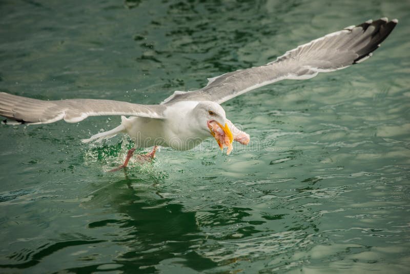 Seagull Mid Flight Holding Chicken Wing Stock Image - Image of shore ...