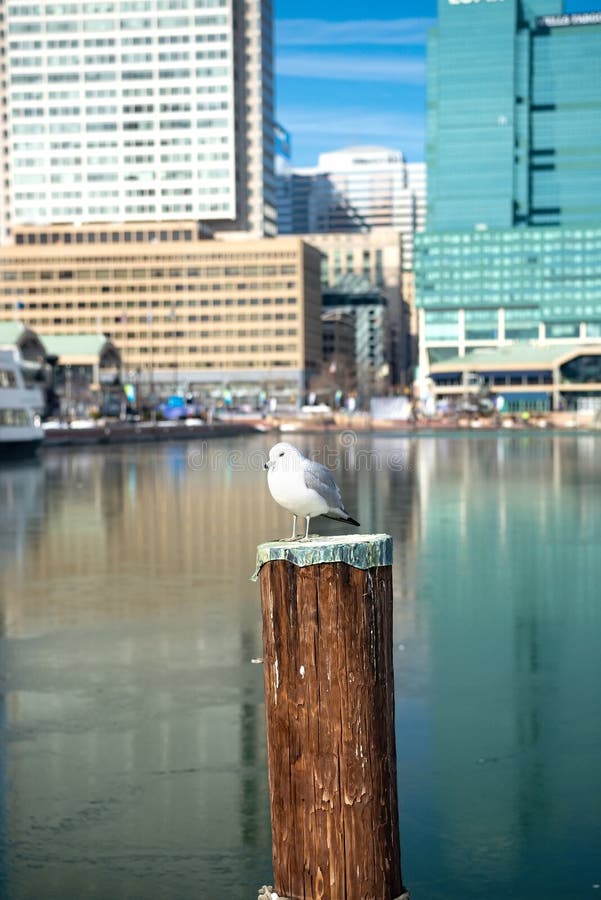 Seagull on a Mooring Pole in the Frozen Inner Harbor of the Bay in ...