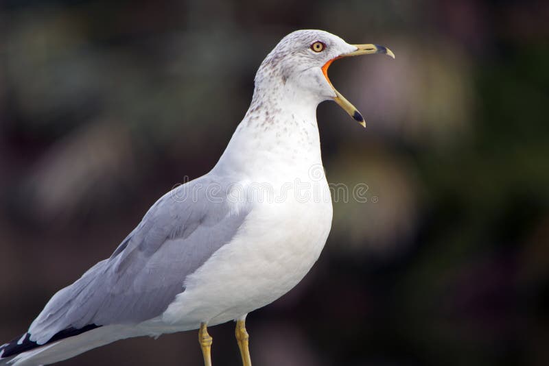Seagull with Mouth Wide Open Stock Photo - Image of saltwater, seashore ...