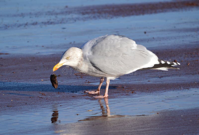 Seagull with Mussel stock photo. Image of seashore, mussel - 33527910