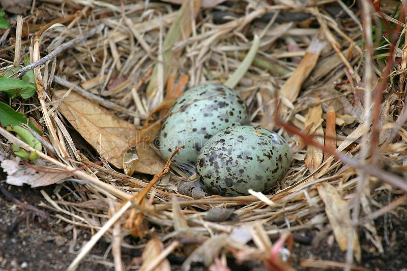 Seagull Nest stock image. Image of beginning, life, nest - 1535259