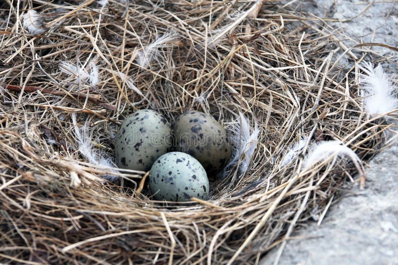 Seagull Nest with Three Eggs Stock Photo - Image of bird, seagull: 46523596