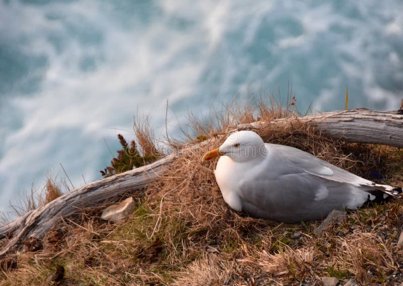 Nesting seagull stock image. Image of seagull, wildlife - 31525341