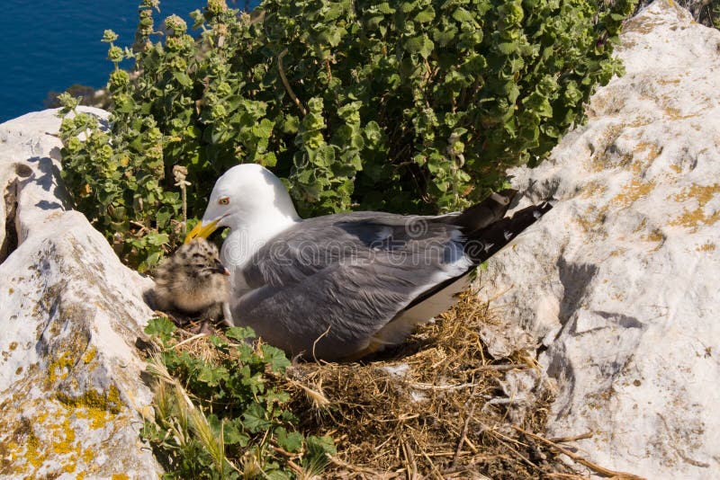 Seagull with a nestling stock image. Image of gull, spring - 31030721
