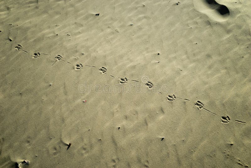 ślady stóp mewy na piasku obraz stock. Obraz złożonej z frajer - 193927825