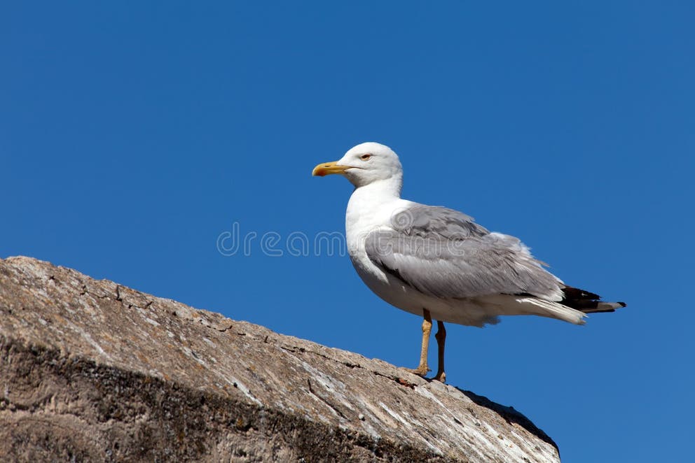 Seagull on Old Wall stock image. Image of grey, wildlife - 25740803