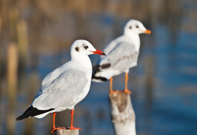 Seagull on Old Wooden Pillar Stock Photo - Image of seagull, wild: 22436066