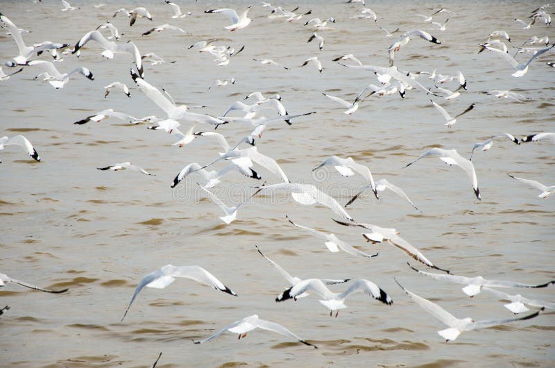 Seagull stock image. Image of swarm, nature, wing, bright - 38105227