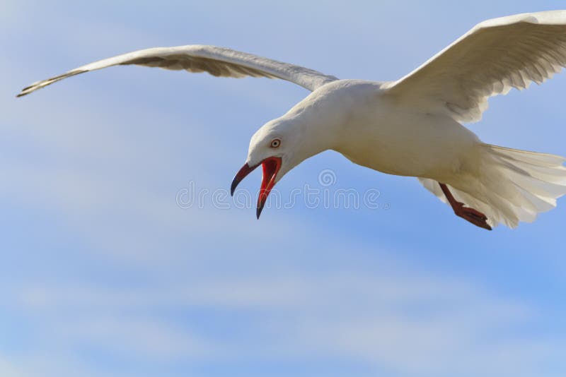 Gull Flying