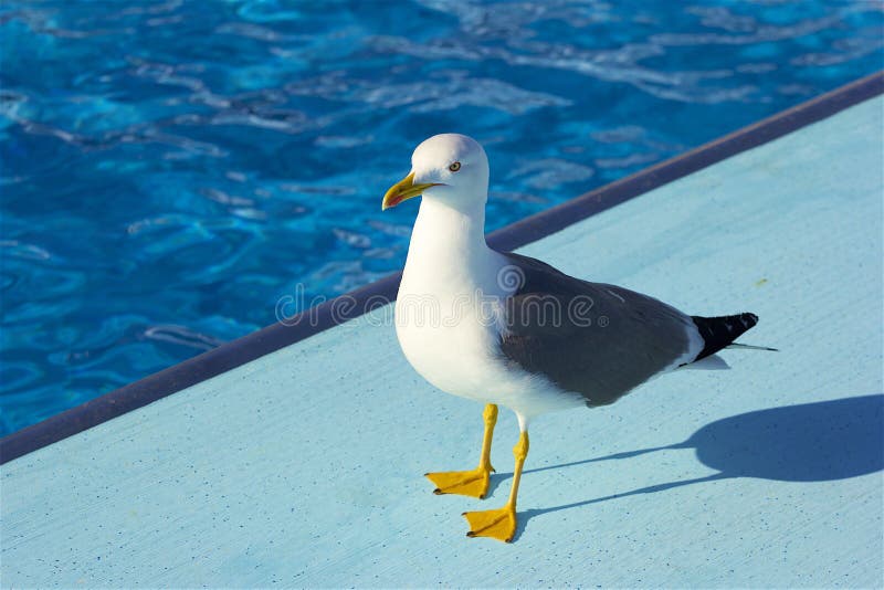 Seagull stock image. Image of turquoise, swimming, water - 113491537