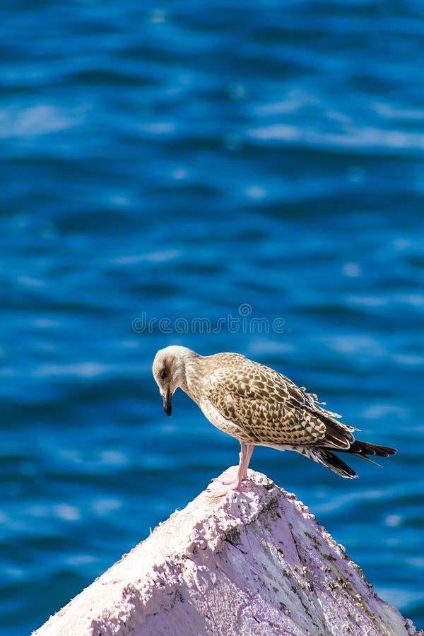 Seagull stock photo. Image of natural, wild, wildlife - 34088382
