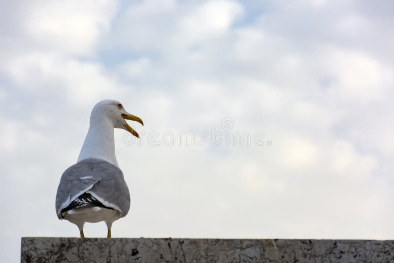 Seagull with Open Beak, Bird on a Marble Slab Against the Sky Stock ...
