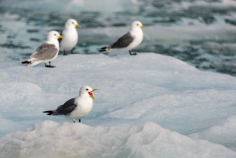 Seagull on the Ice in Svalbard Close Up Stock Photo - Image of summer ...
