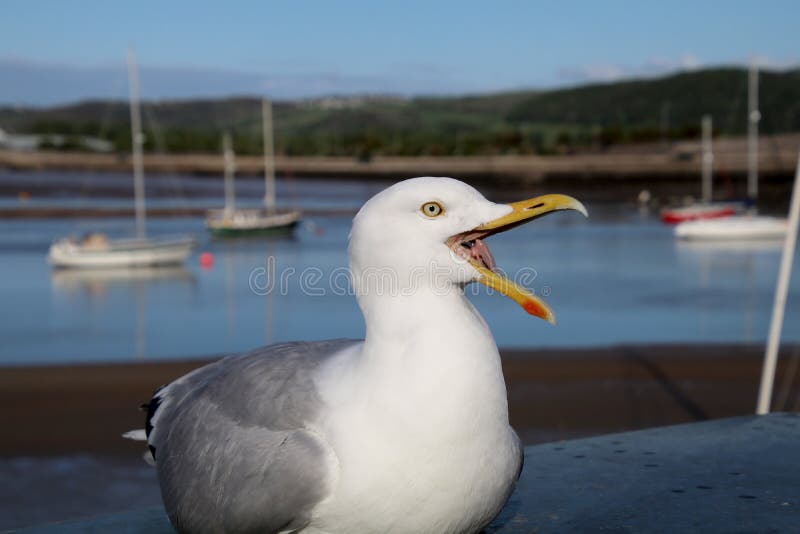 Seagull on Top of Conwy Castle in Wales, Uk Stock Photo - Image of ...