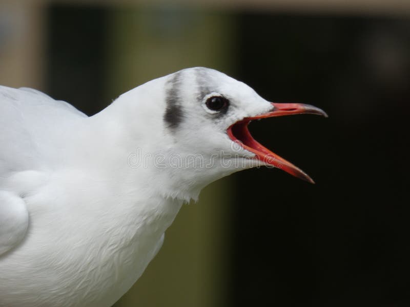 Seagull with Open Beak Sitting on the Ice Stock Image - Image of ...