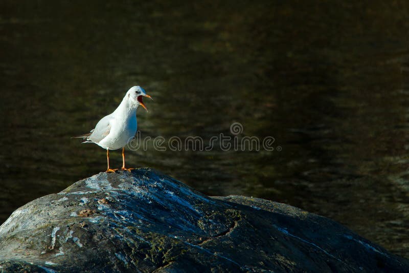 Seagull with open beak stock photo. Image of squawking - 63269792