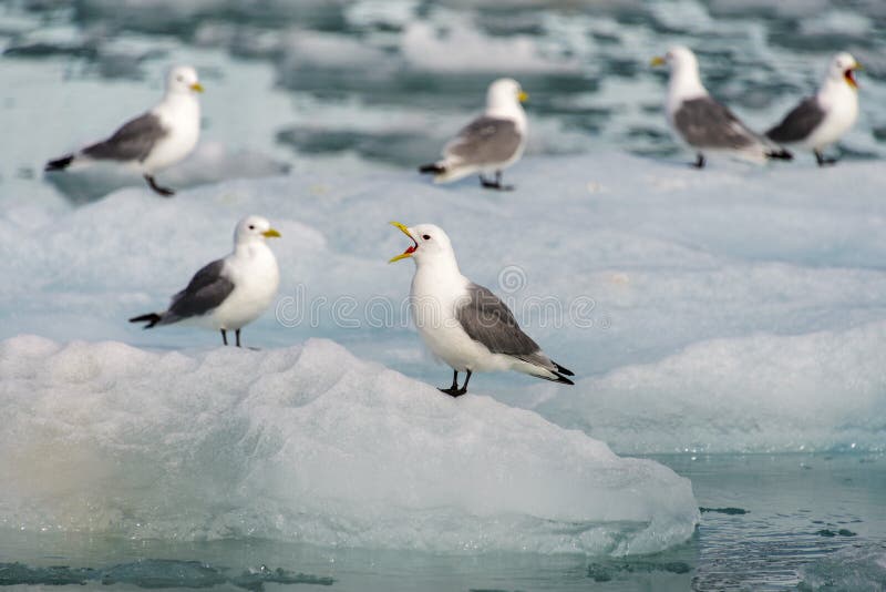 Seagull on the Ice in Svalbard Close Up Stock Photo - Image of pole ...