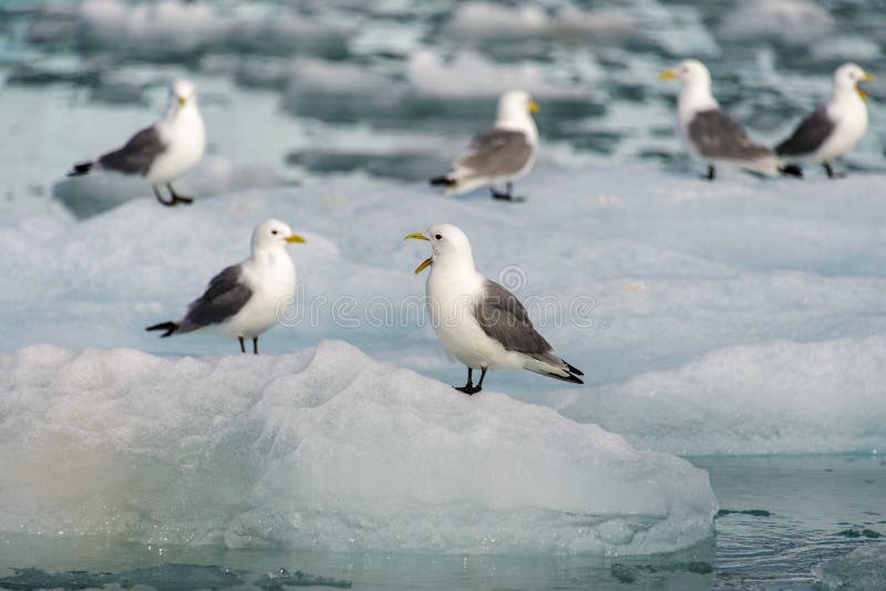 Seagull on the Ice in Svalbard Close Up Stock Image - Image of mountain ...