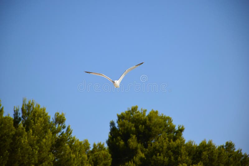 Seagull with open wings stock photo. Image of coast, open - 76993354