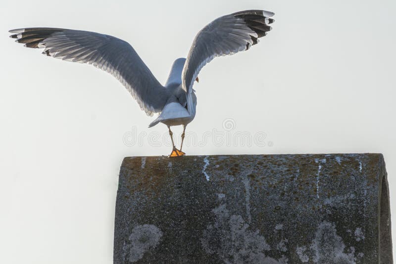 Seagull with Open Wings Standing Stock Image - Image of ready, seagulll ...