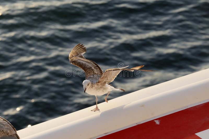 Seagull stock image. Image of nature, animal, wildlife - 44893761