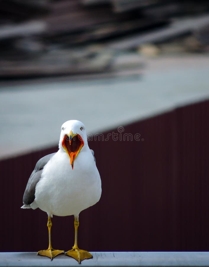 The Seagull Opened Its Beak Stock Photo - Image of bird, blue: 247381314