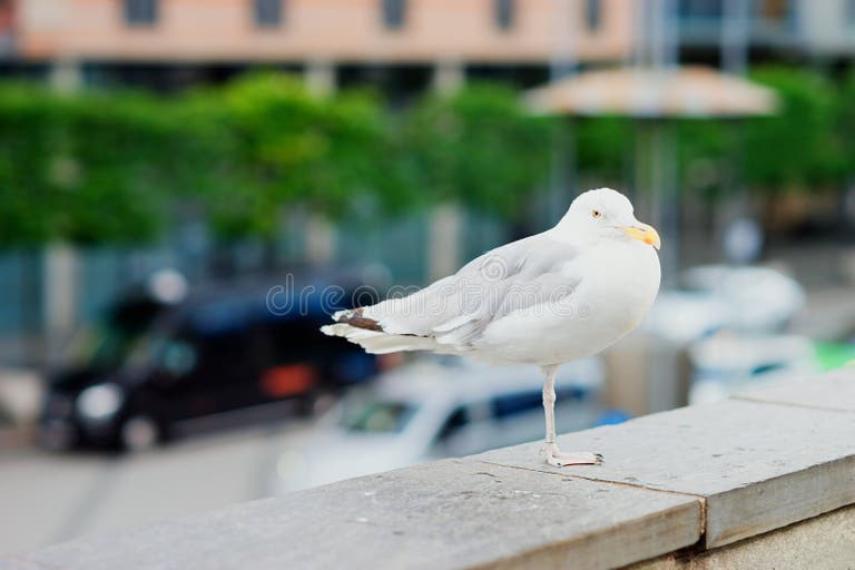 191 Central Hd Stock Photos - Free & Royalty-Free Stock Photos from ...