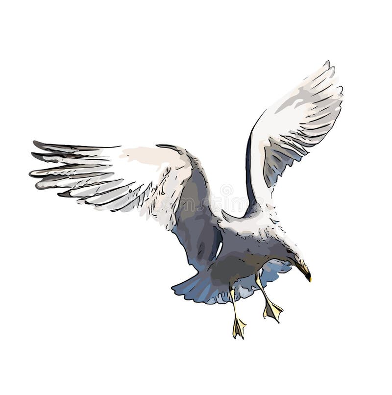 Seagull Outlines Stock Illustrations – 170 Seagull Outlines Stock ...