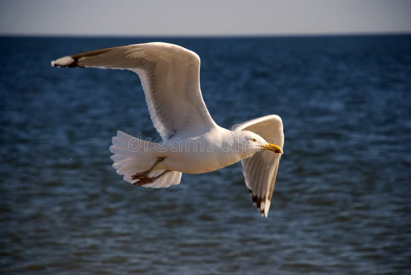 The Seagull Over Ocean Waves Stock Photo - Image of bird, wildlife: 6876710
