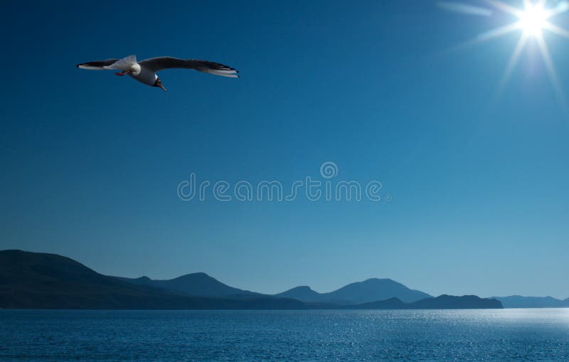 Seagull over the sea coast stock image. Image of seagull - 20337705