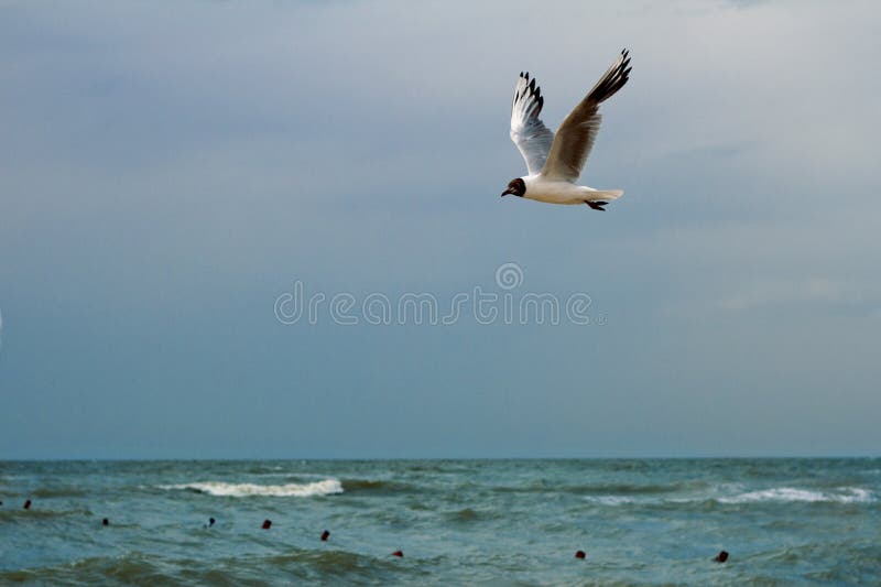 Seagull over the sea stock image. Image of rest, recreation - 74550451