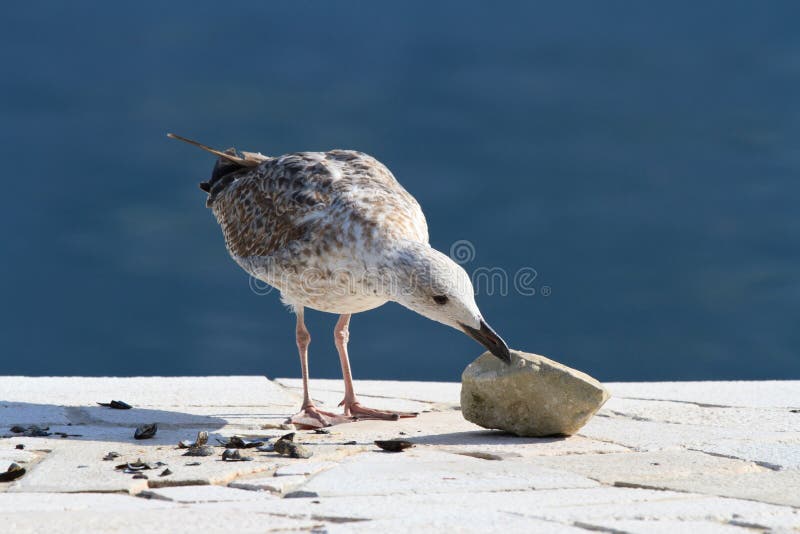 Seagull with Sea Shell in Mouth Stock Photo - Image of capture, animal ...