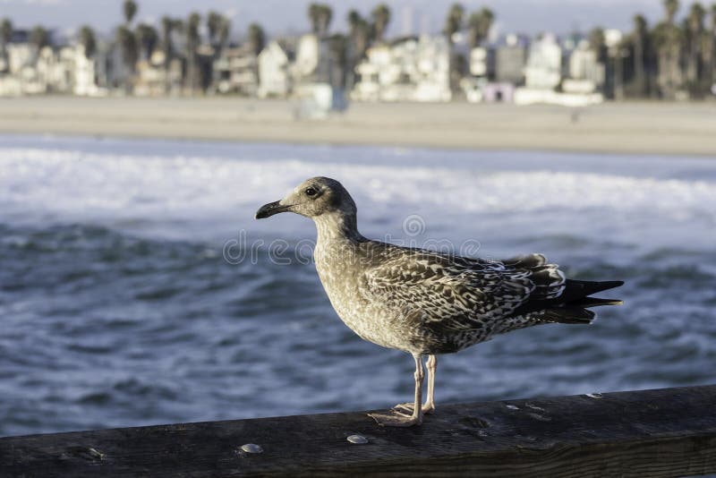 Seagull on a peer stock photo. Image of birds, america - 38731866