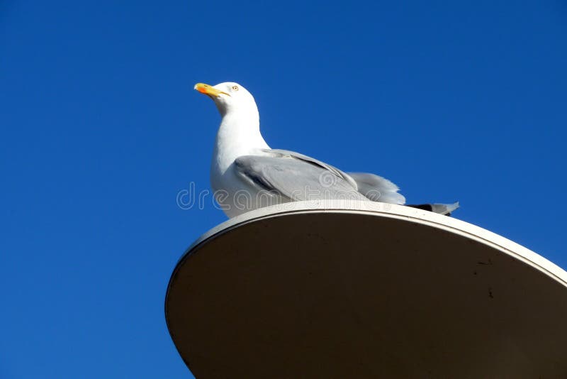 Seagull on Perch stock image. Image of perched, gull - 10353629