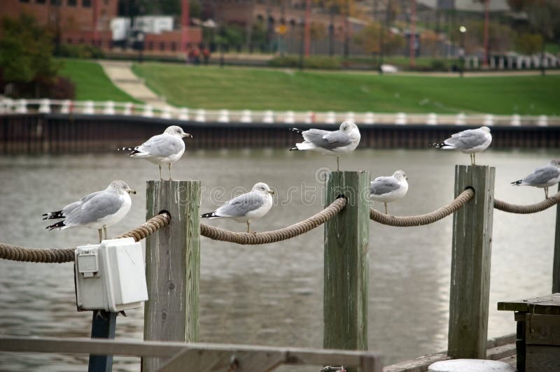 Seagull Perch stock image. Image of dock, posts, roping - 33859
