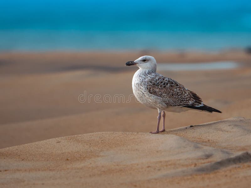 Seagull Perched Atop a Sandy Beach Overlooking a Tranquil Body of Water ...