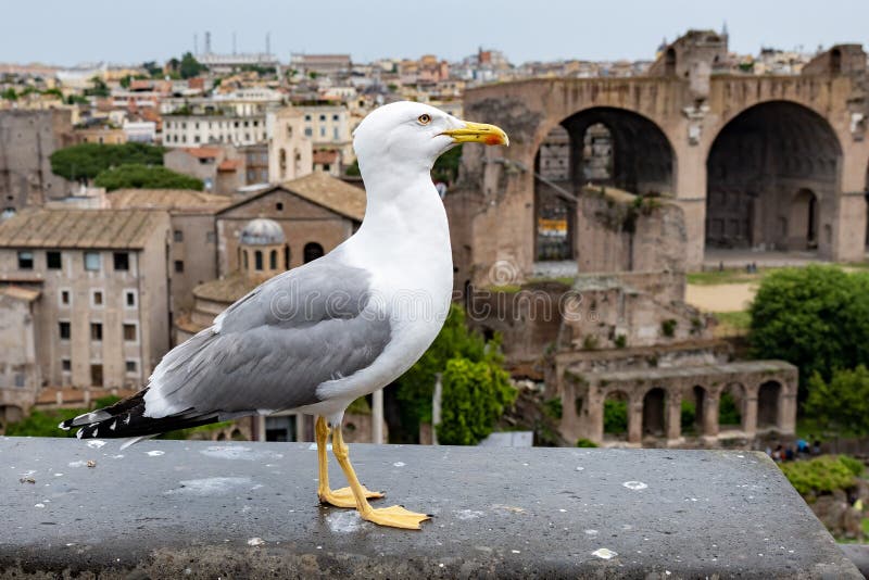 A Seagull Standing on the Ledge of a Building Stock Photo - Image of ...