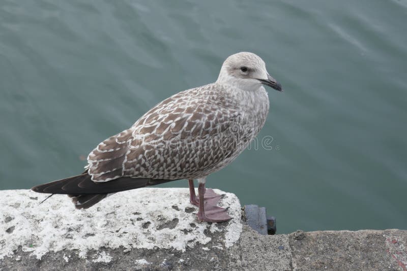 Seagull Perched on Concrete Step by Ocean Side and Looking Stock Image ...