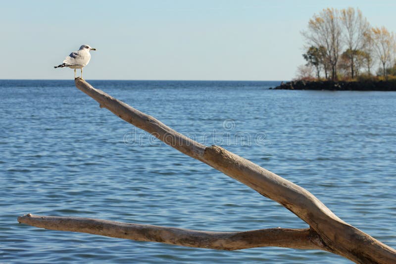Seagull Perched on Old Tree Stock Image - Image of gull, wild: 44171463