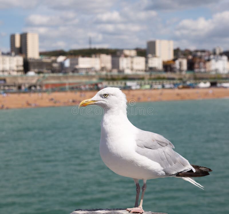 A Seagull on Brighton Beach. Brighton, UK Stock Image - Image of ...